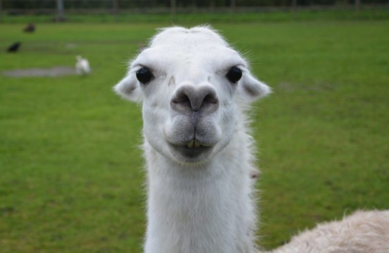 Animais Ruminantes: quais são e como é a digestão deles - QC Animais