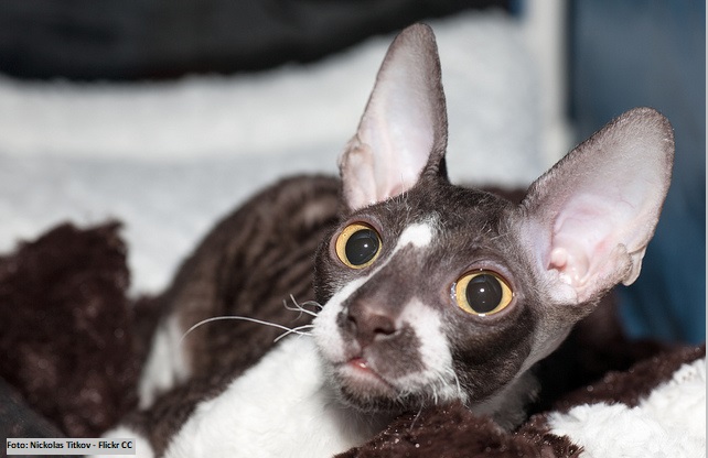 German Rex: gato dócil, atlético e de pelo frisado - QC Animais