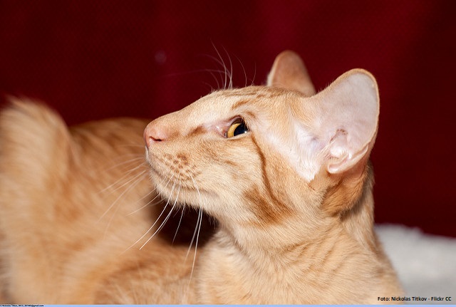 Gato Javanês: bonito, inteligente e sensível; conheça - QC Animais