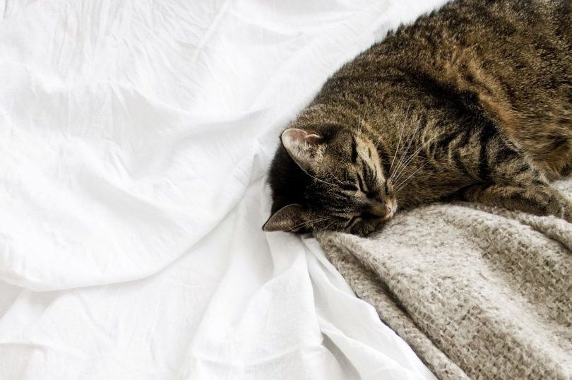 Gato vomitando: o que pode ser? E o que fazer? - QC Animais