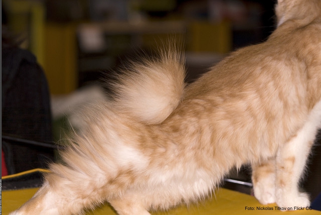 Karelian Bobtail: companheiro dócil e muito curioso - QC Animais