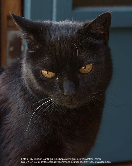 York: gato carinhoso, independente e lindo - QC Animais