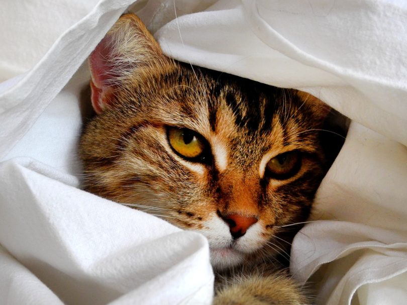 Síndrome de Horner: o que é e como identificar - QC Animais