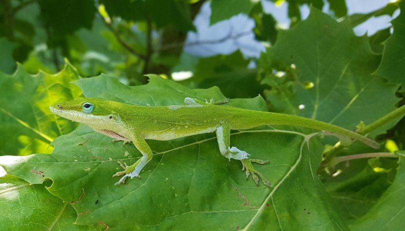 Anolis Verde: como cuidar bem deste belo lagarto - QC Animais