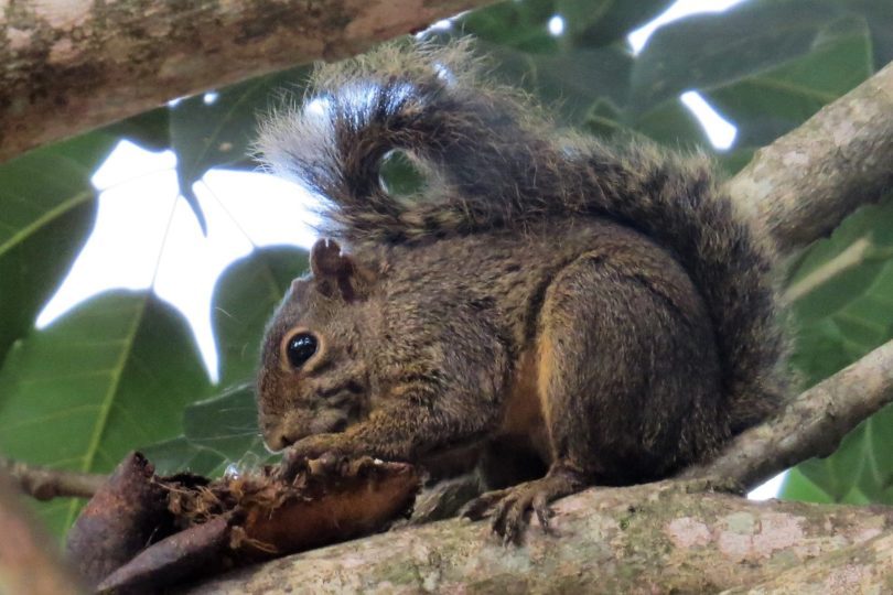 Caxinguelê: conheça o esquilo do Brasil e seus hábitos - QC Animais