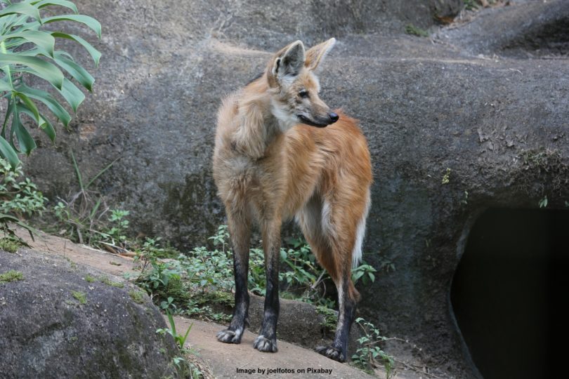 Canídeos Brasileiros: Conheça o selvagem lobo-guará - QC Animais