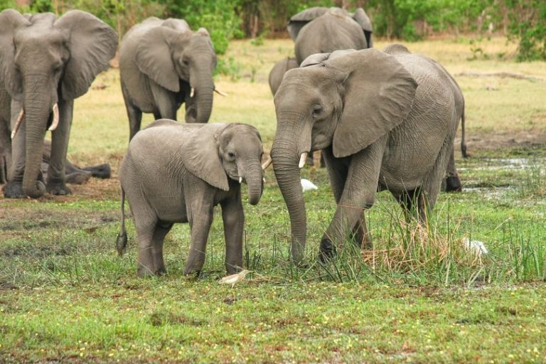 Elefante: grande no tamanho e nas habilidades; veja - QC Animais