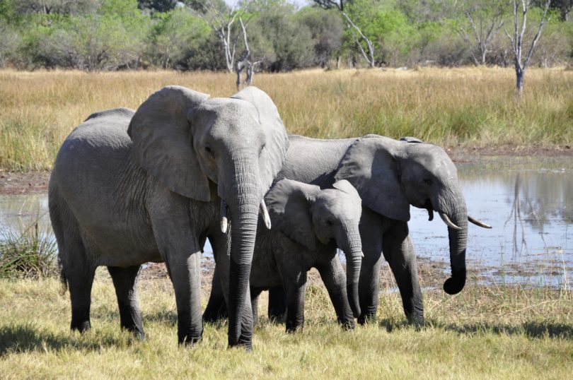 Elefante: grande no tamanho e nas habilidades; veja - QC Animais