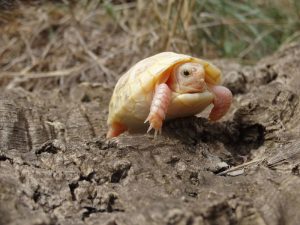 Conheça os animais albinos famosos no mundo! - QC Animais