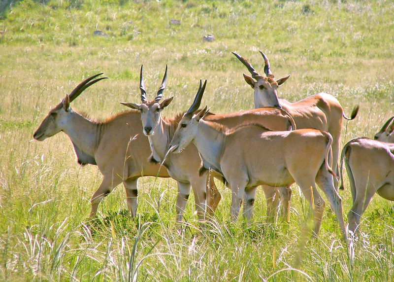 Antílope: nome comum para grupo misto de mamíferos bovídeos