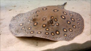 Arraia: características e curiosidades sobre o animal - QC Animais