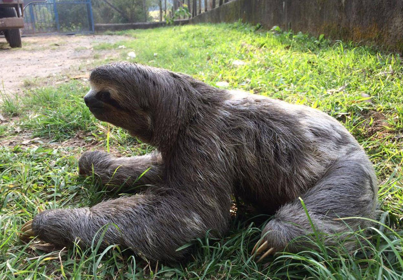 Conheça a vida e as características do bicho-preguiça