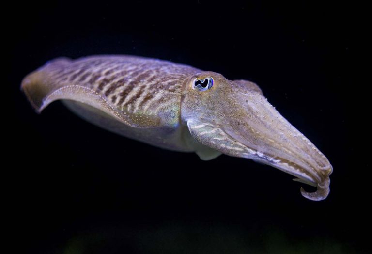 Choco: um molusco marinho que lembra muito o polvo