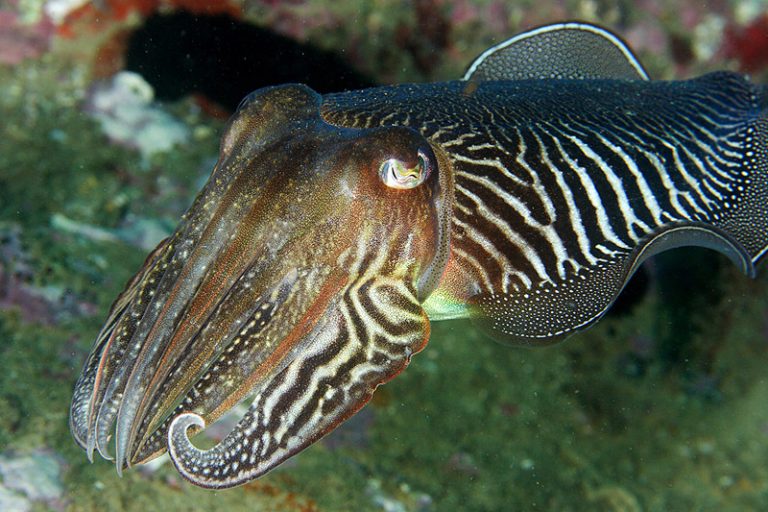 Choco: um molusco marinho que lembra muito o polvo