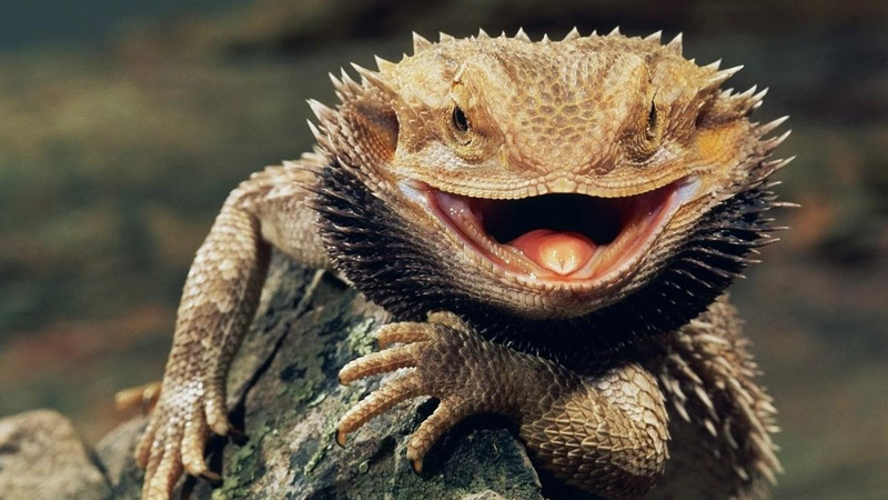 Dragão-barbudo é um réptil originário da Austrália - QC Animais