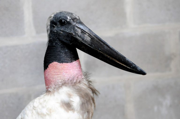 Jaburu: nome comum dado a algumas aves ciconiiformes