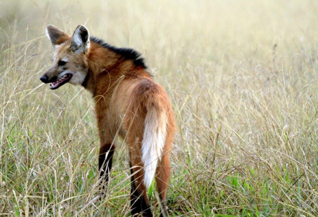 Canídeos Brasileiros: Conheça o selvagem lobo-guará - QC Animais