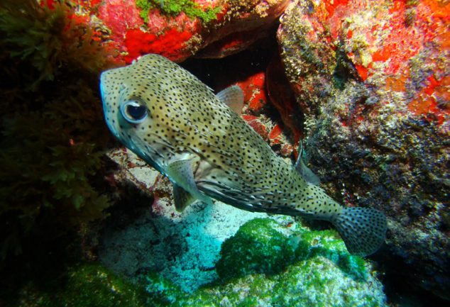 Peixe-bolha: curiosidades e características do Blobfish