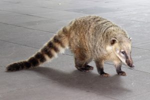 Quati: principais curiosidades sobre o animal - QC Animais