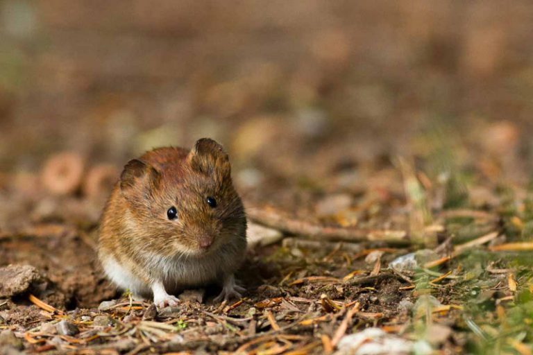 Rato: características e curiosidades desse roedor - QC Animais